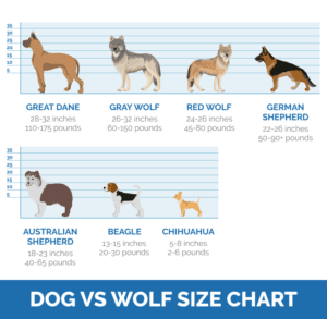How Big Are Wolves Compared to Dogs? Size Chart & Key Differences ...