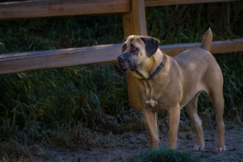 12 Amazing Cane Corso Colors (with Pictures) | Hepper Pet Resources