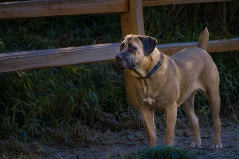 12 Amazing Cane Corso Colors (with Pictures) | Hepper Pet Resources
