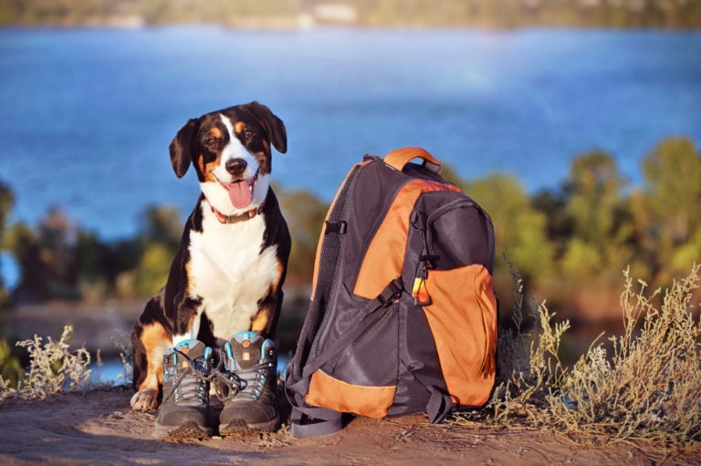 12 Vet-Reviewed Essentials for Hiking with Dogs: 2026 Gear Guide ...