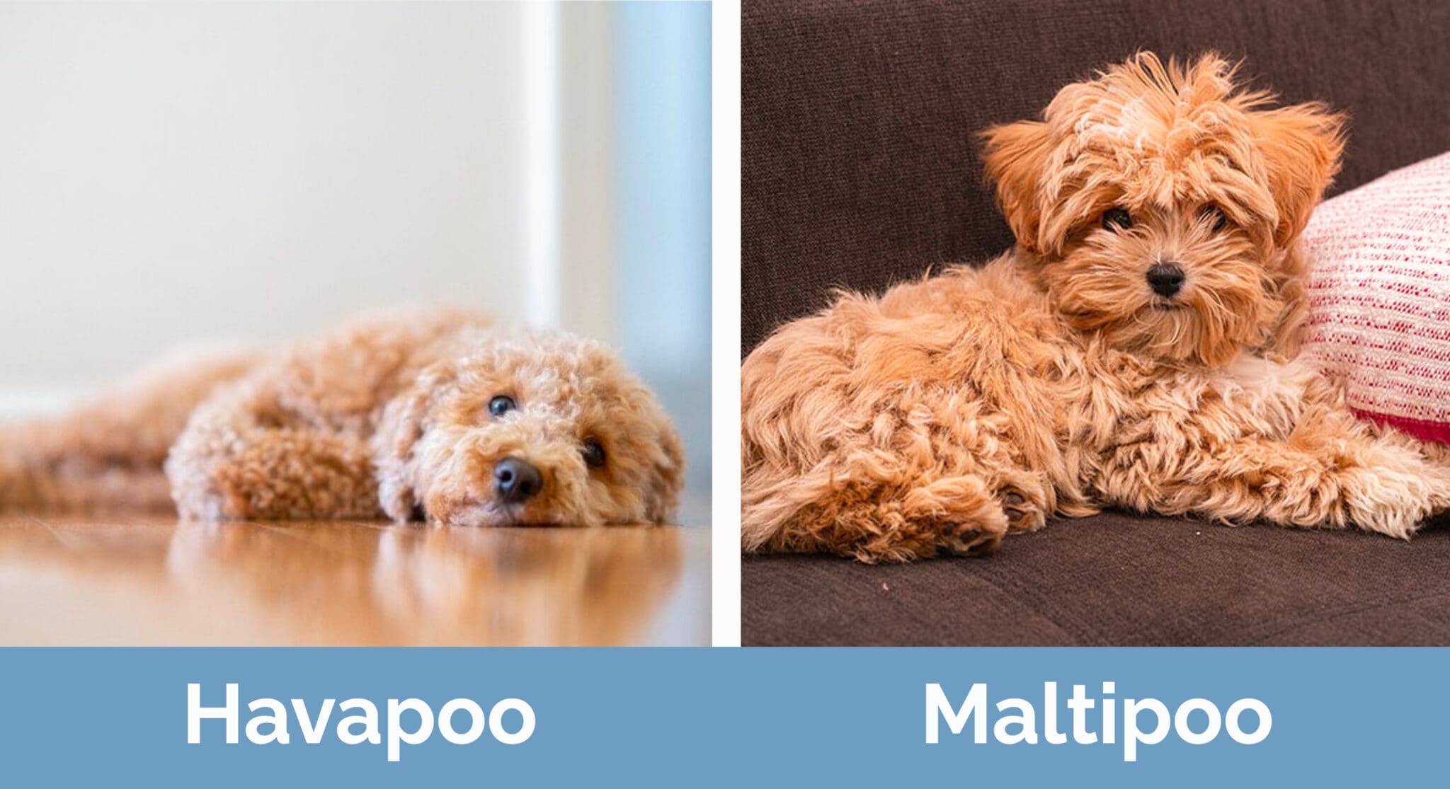 Havapoo vs Maltipoo: Which One Is Right for Me? (With Pictures ...