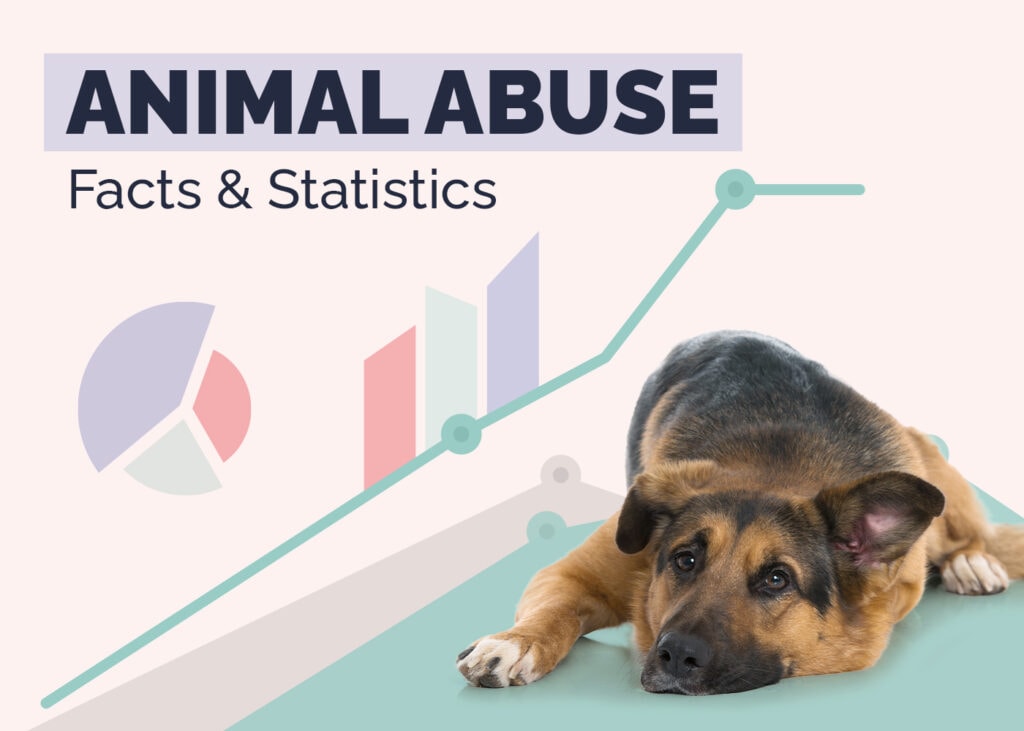 26 Shocking Animal Abuse Statistics & Facts (Updated in 2025) | Hepper Pet Resources