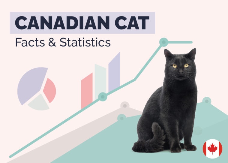 15 Shocking Canadian Animal Homelessness Statistics: 2026 Update ...