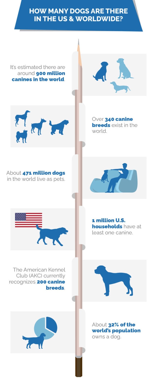 How Many Dogs Are There in the US & Worldwide? 2025 Updated Statistics ...