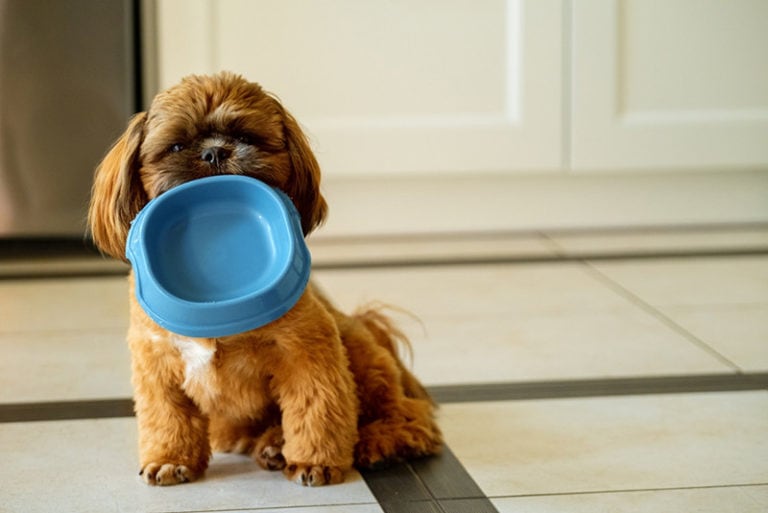 How Big Do Shih Tzus Get? (Size + Growth Chart) | Hepper Pet Resources