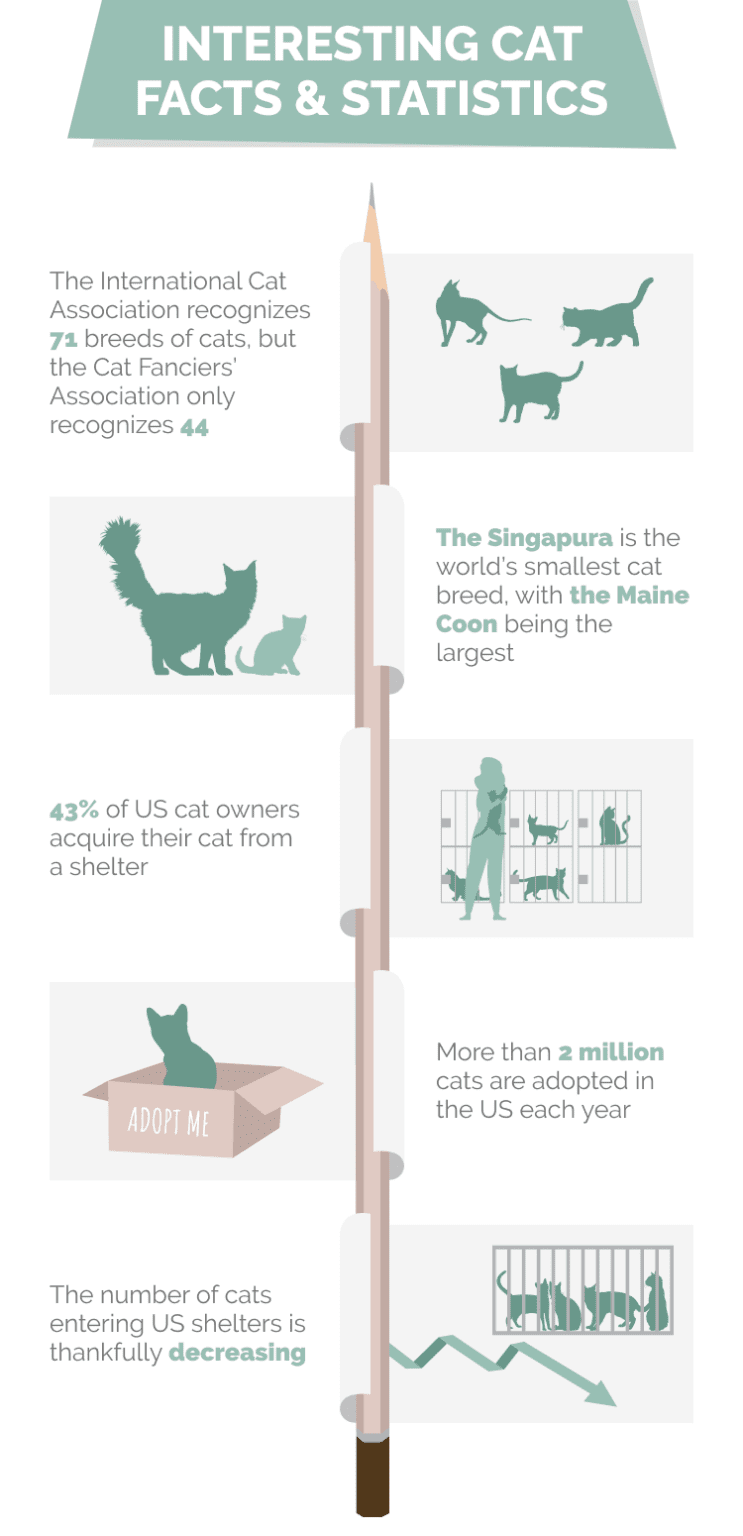 14 Interesting Cat Statistics & Facts: Updated in 2025 | Hepper Pet ...