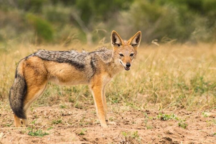 Do Jackal Dog Hybrids Exist? The Interesting Answer | Hepper Pet Resources