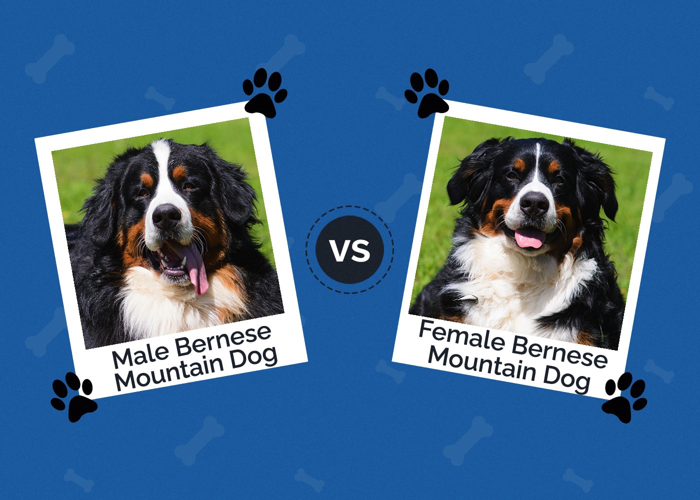Male vs Female Shih Tzu: Which One Is Right for You? | Hepper Pet Resources