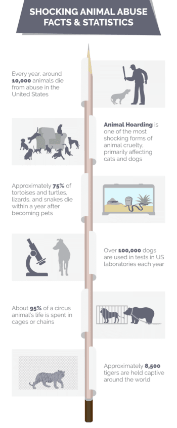 26 Shocking Animal Abuse Statistics & Facts (Updated in 2025) | Hepper ...