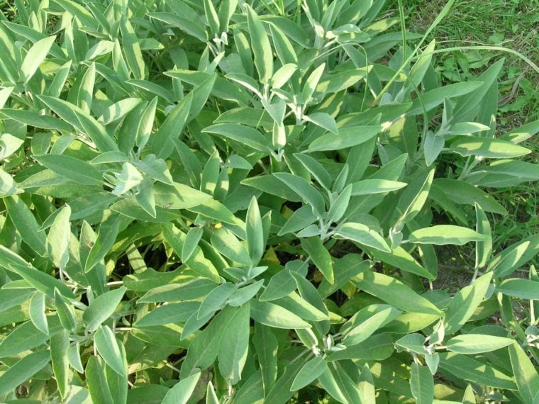 Can Dogs Eat Sage? Vet-Verified Facts & FAQ | Hepper Pet Resources