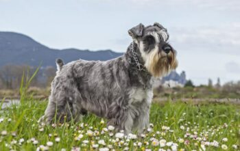 Salt and Pepper Miniature Schnauzer: Pictures, Facts, Origin & History ...