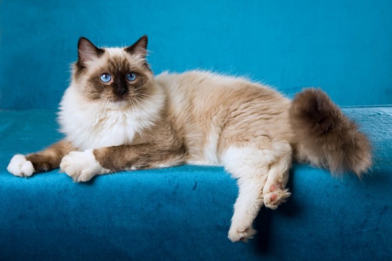 20 Popular Cat Breeds in India: Info, Pictures & Facts | Hepper Pet ...