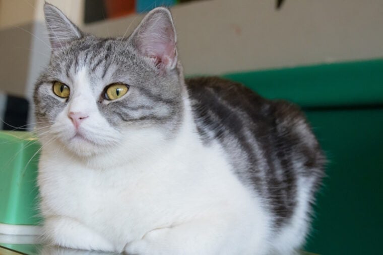 Shorthair Ragdoll Cat: Pictures, Facts, Origin & History | Hepper Pet ...