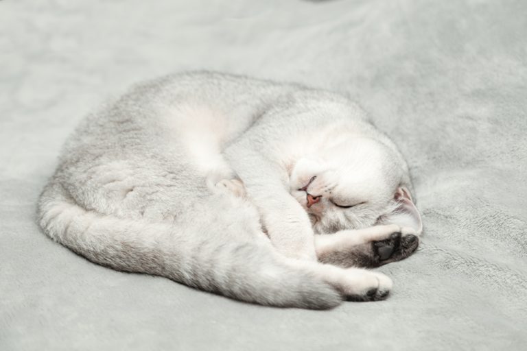 10 Lazy Cat Breeds (With Info & Pictures) | Hepper Pet Resources