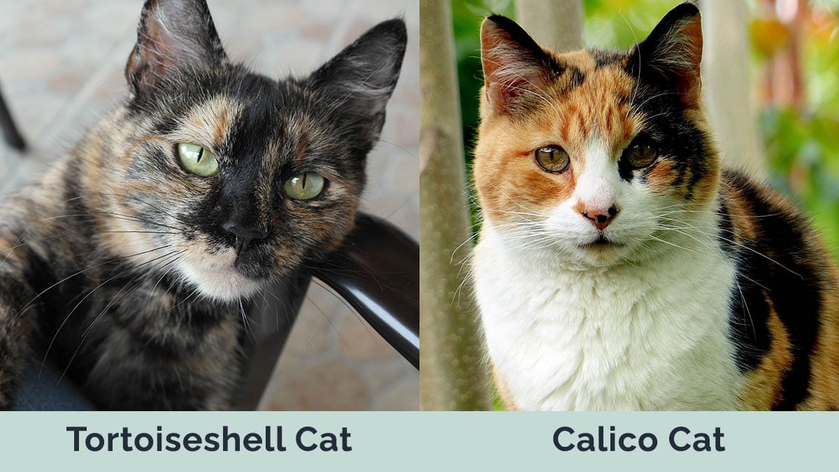 Tortoiseshell Cat vs Calico Cat: Coat Patterns Explained | Hepper Pet ...