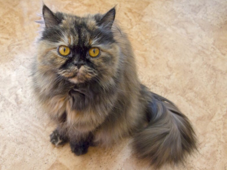 Tortoiseshell Persian Cat: Facts, History & Origin (With Pictures ...
