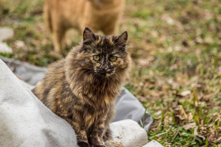 11 Surprising Tortoiseshell Cat Facts: Appearance, Origin & Behaviors ...