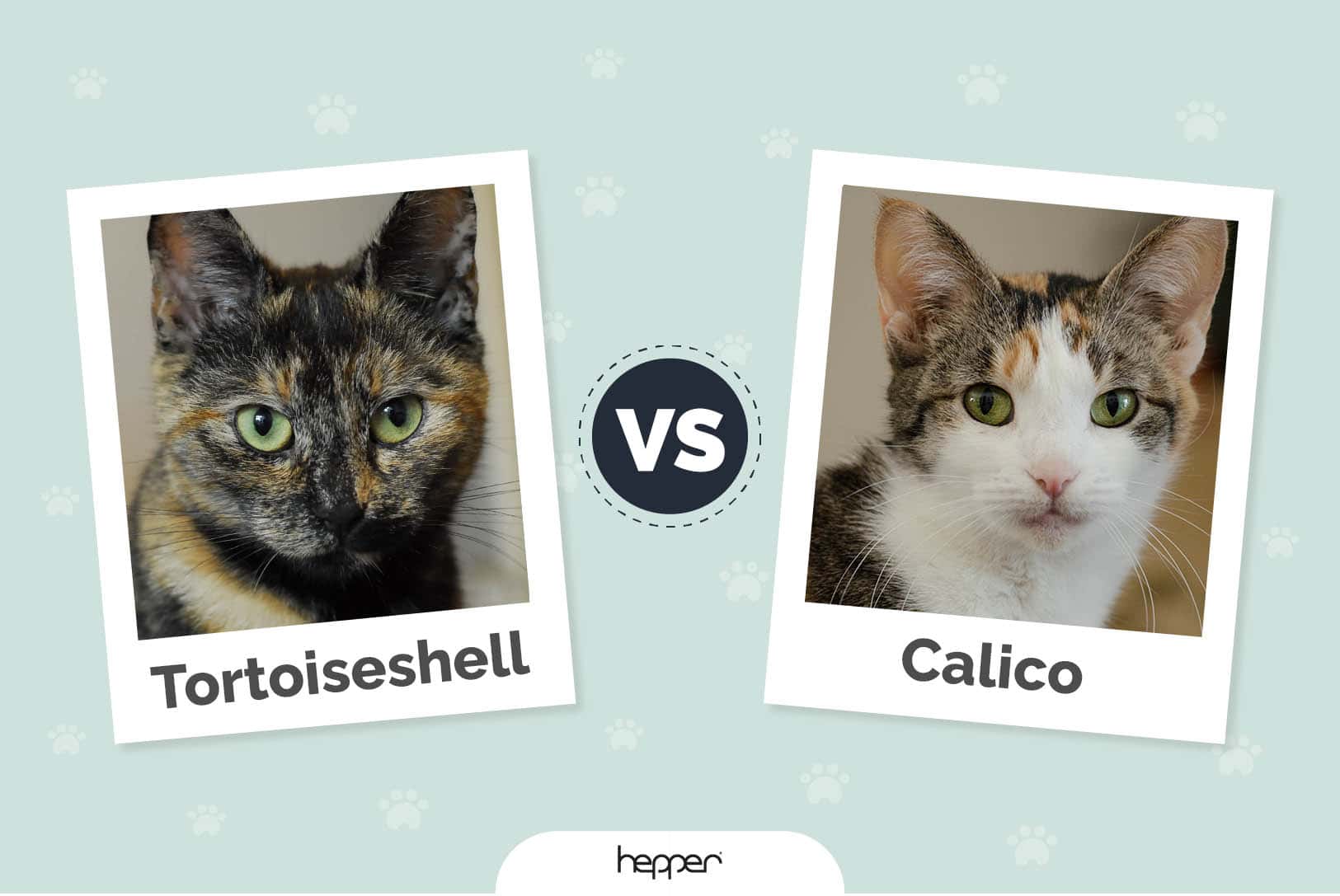 Tortoiseshell Cat vs Calico Cat: Coat Patterns Explained | Hepper Pet ...