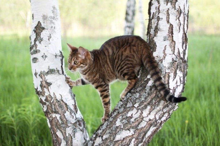 Can Cats Climb Down Trees? Feline Abilities & Facts | Hepper Pet Resources