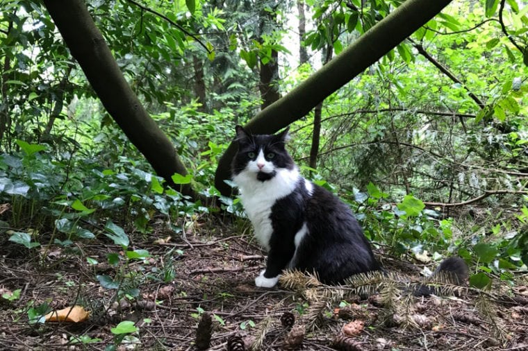 How Long Do Tuxedo Cats Live? Average Lifespan, Data & Care | Hepper ...