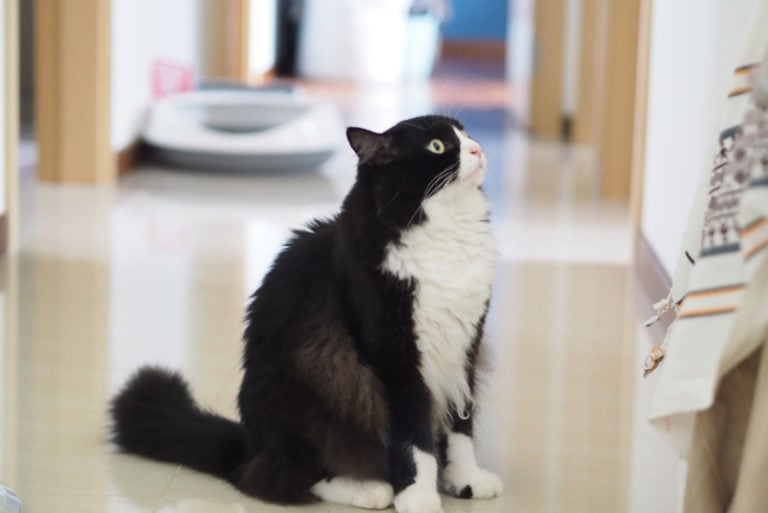 Why Do Cats Love the “Pspsps” Sound? 4 Likely Reasons | Hepper Pet ...