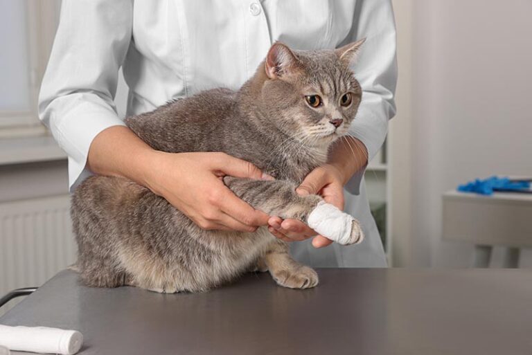 My Cat’s Nails Are Splitting, What Should I Do? Vet Approved Tips ...