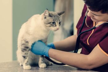 What Heart Rate Is Normal for a Cat? Vet-Reviewed Advice | Hepper Pet ...