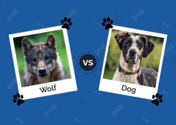 Wolf vs Dog: The Differences (With Pictures) | Hepper Pet Resources