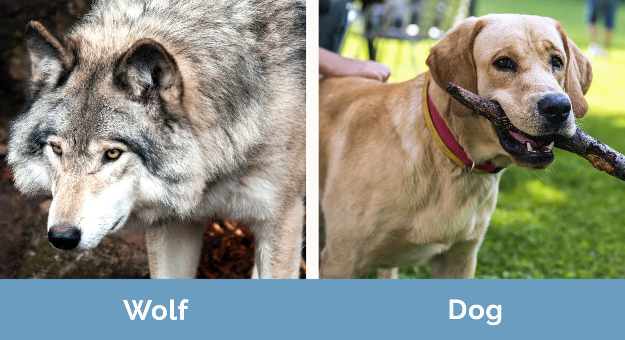 Wolf vs Dog: The Differences (With Pictures) | Hepper Pet Resources
