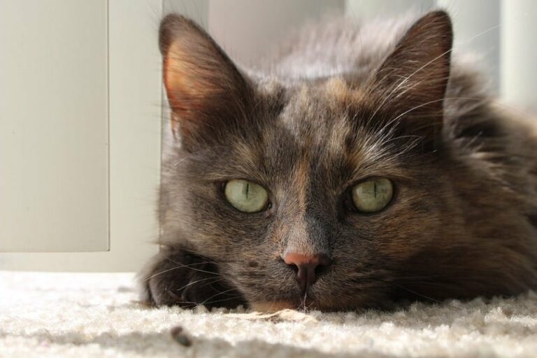 How Long Can You Leave a Cat or Kitten Alone? Vet Approved Advice ...