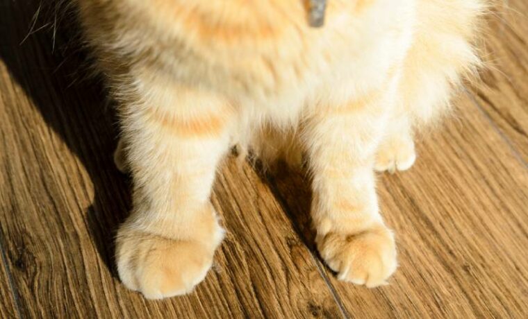 Why Is Your Cat's Paw Swollen? 6 Vet Reviewed Reasons | Hepper Pet ...