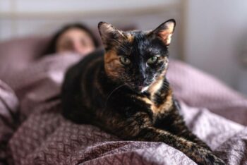 11 Surprising Tortoiseshell Cat Facts: Appearance, Origin & Behaviors ...