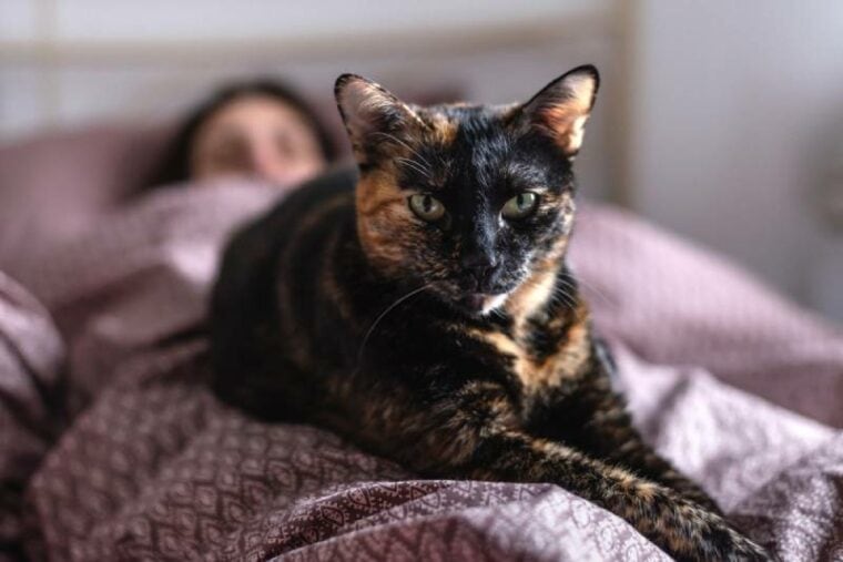 11 Surprising Tortoiseshell Cat Facts: Appearance, Origin & Behaviors ...