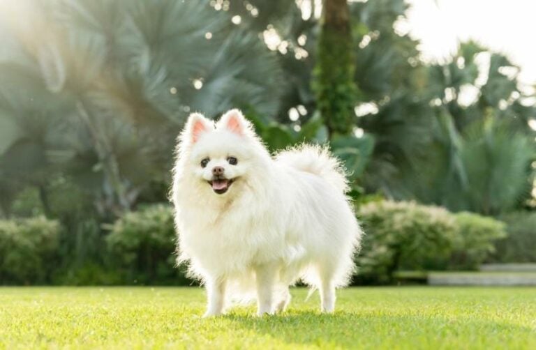 14 Small White Dog Breeds (With Info & Pictures) | Hepper Pet Resources