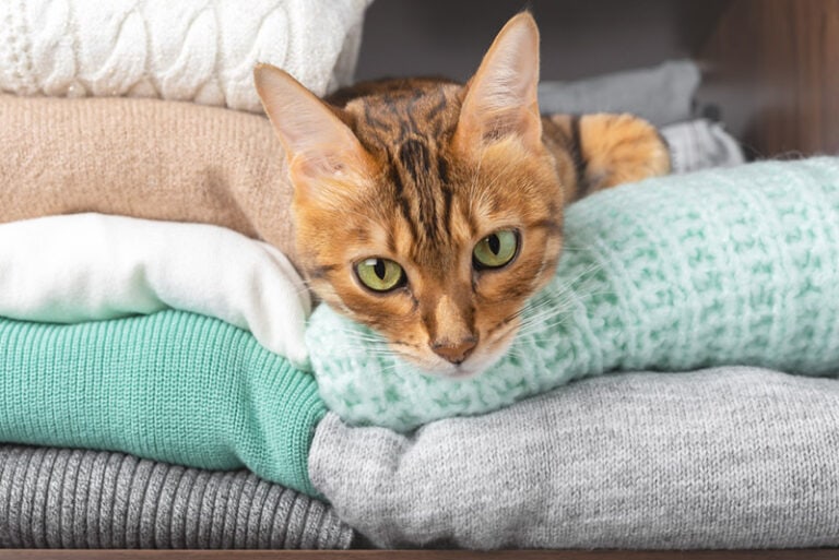 What Heart Rate Is Normal for a Cat? Vet-Reviewed Advice | Hepper Pet ...