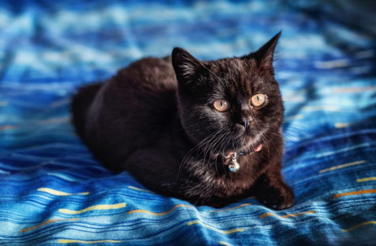 Munchkin British Shorthair Cat Mix: Care Guide, Pictures, Info & More ...