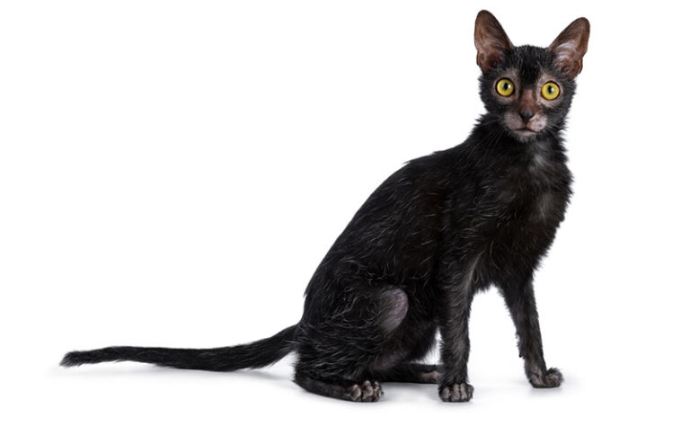 17 Surprising Lykoi (Wolf Cat) Facts: Origin, Appearance, Traits & More ...