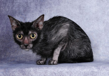17 Surprising Lykoi (Wolf Cat) Facts: Origin, Appearance, Traits & More ...