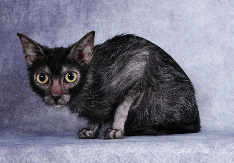 12 Ugly Cat Breeds (That We Still Love): Info, Pictures, Traits, & More ...