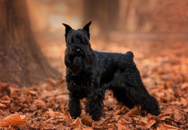 Does Zion National Park Allow Dogs? (2026 Update) | Hepper Pet Resources