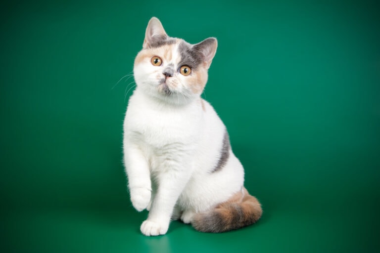 White British Shorthair Cat: Facts, Origin & History (With Pictures) | Hepper Pet Resources