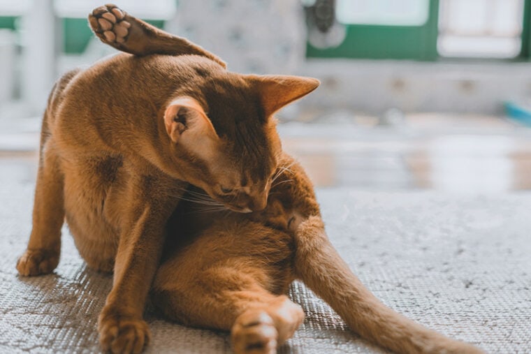 Why Your Cat’s Butt is Red: 6 Vet-Reviewed Reasons | Hepper Pet Resources
