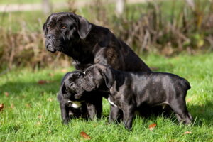 Black Cane Corso: Pictures, Facts, Origin & History (with Pictures ...