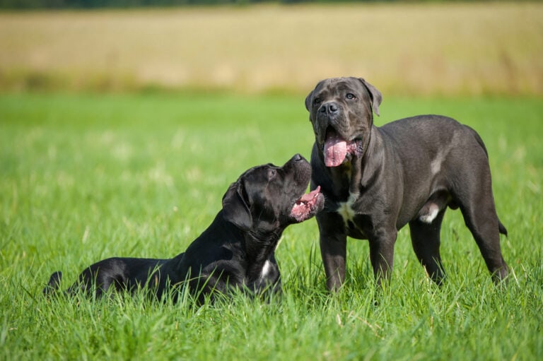 How Much Does a Cane Corso Cost? 2025 Price Guide | Hepper Pet Resources