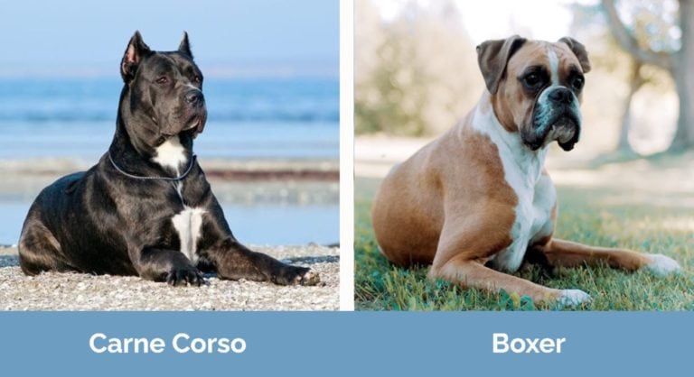 Cane Corso vs Boxer: Which One Is Right for Me? (With Pictures ...
