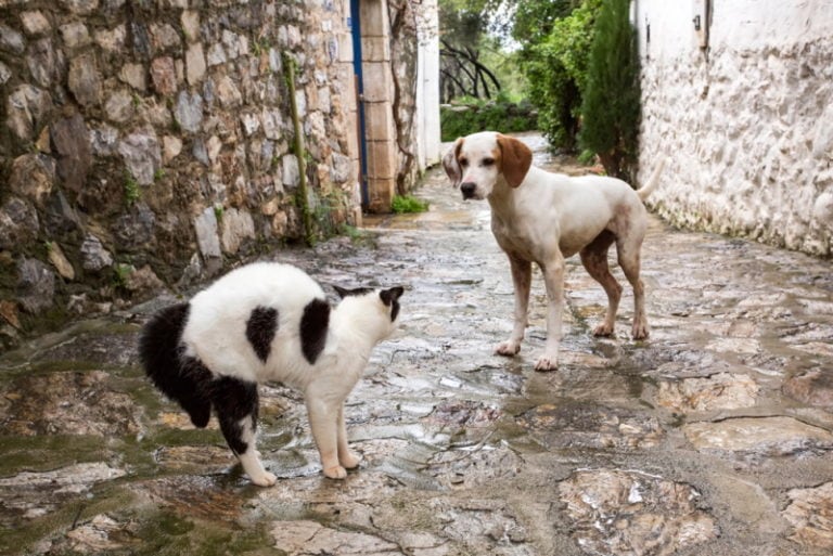 Why Does My Dog Chase Cats? Vet-Reviewed Behavior Facts and Tips ...
