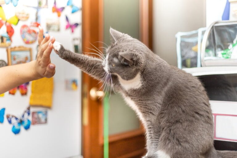 Why Is Your Cat Is Slapping or Swatting at You? 15 Possible Reasons ...