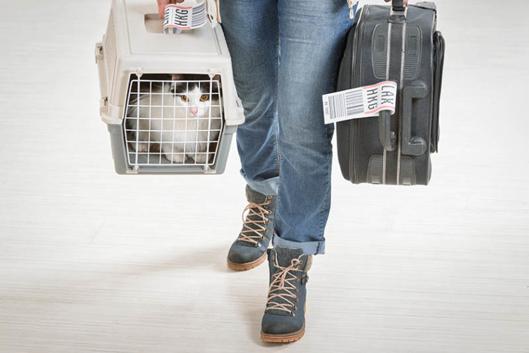 How Much Does It Cost to Fly a Cat Internationally? (2026 Price Guide ...