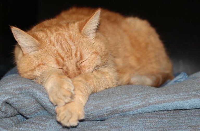Can Cats Have Nightmares? Vet Reviewed Sleeping Habits Guide | Hepper ...