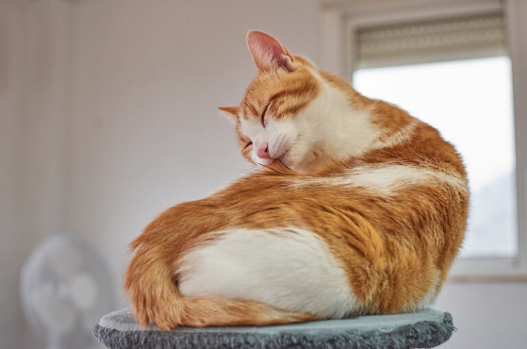 How Do Cats Clean Themselves? 3 Typical Ways & FAQ | Hepper Pet Resources